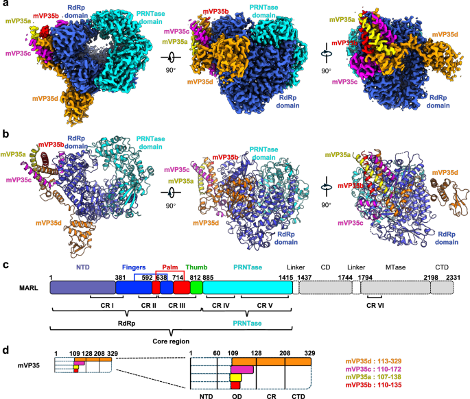 Structural insights into the RNA-dependent RNA polymerase complexes ...