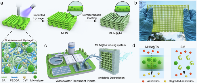 Retrievable hydrogel networks with confined microalgae for efficient antibiotic degradation and ...