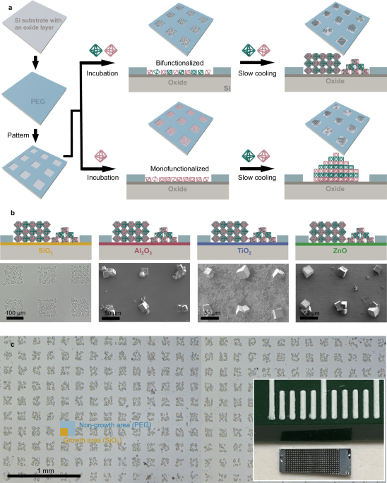 Macroscale-area patterning of three-dimensional DNA-programmable ...