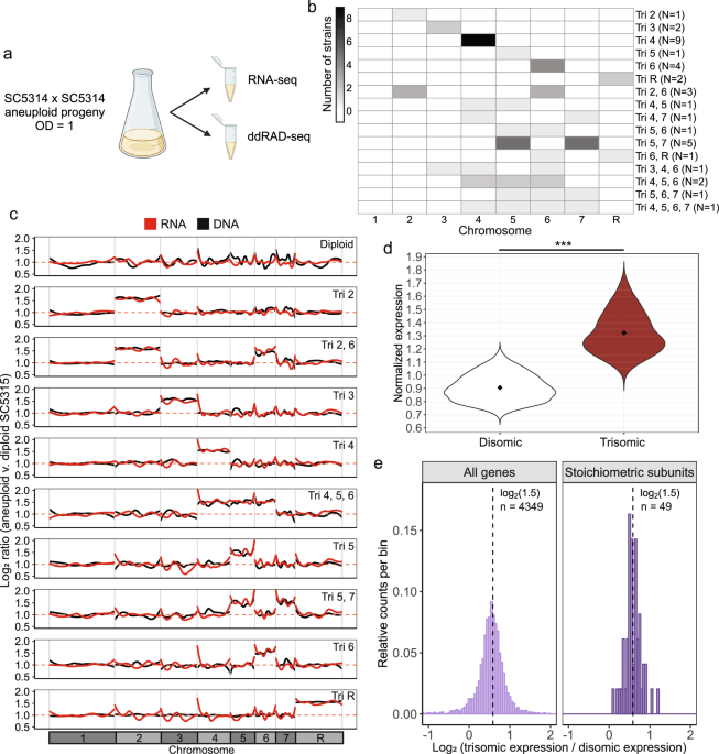 Aneuploidy confers a unique transcriptional and phenotypic profile to ...