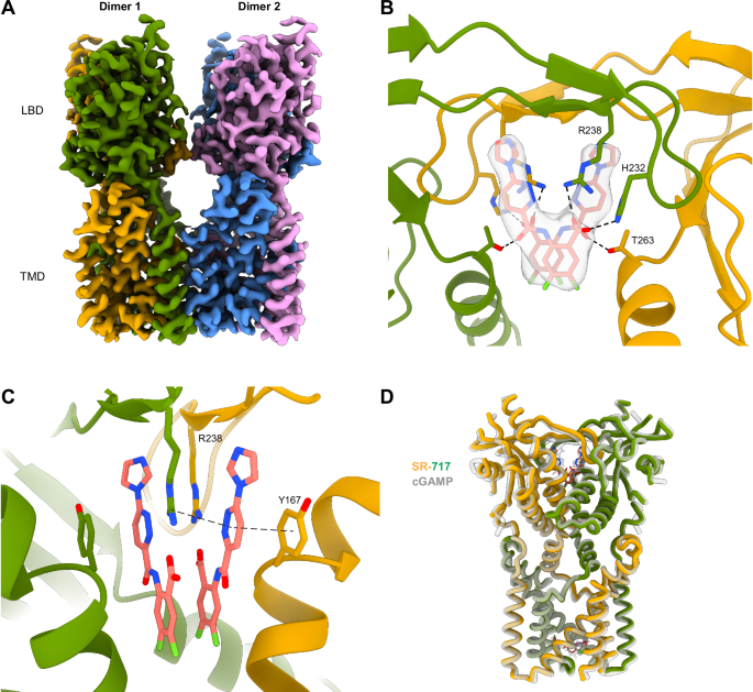 Distinct oligomeric assemblies of STING induced by non-nucleotide ...