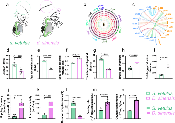 The role of pyruvate dehydrogenase in the lifespan determination of ...