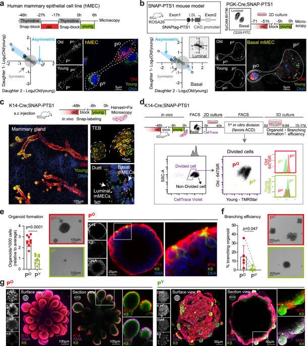 Glucose-6-phosphate-dehydrogenase on old peroxisomes maintains self ...