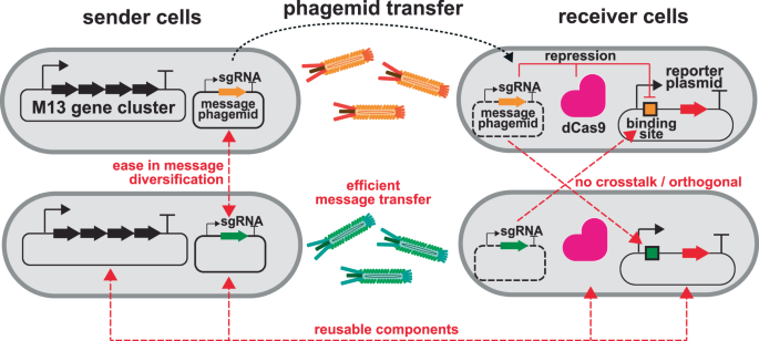Engineering intercellular communication using M13 phagemid and CRISPR-based gene regulation for ...