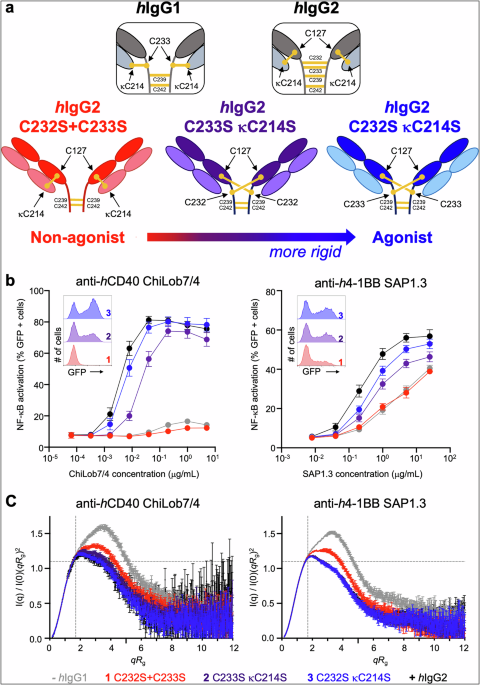 Structure-guided disulfide engineering restricts antibody conformation ...