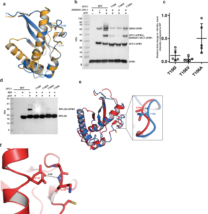 UFC1 reveals the multifactorial and plastic nature of oxyanion holes in ...
