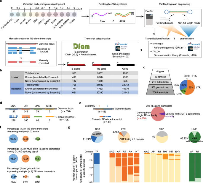 Zygotic activation of transposable elements during zebrafish early ...