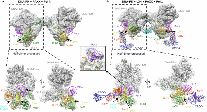 Structural and functional insights into the interaction between Ku70/80 ...