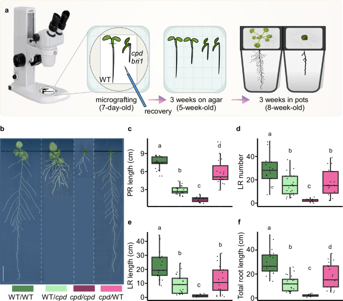 Root growth and branching are enabled by brassinosteroid-regulated ...