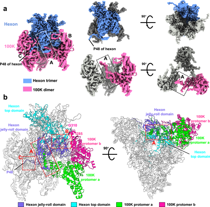 Molecular mechanisms of the viral encoded chaperone 100K in capsid ...