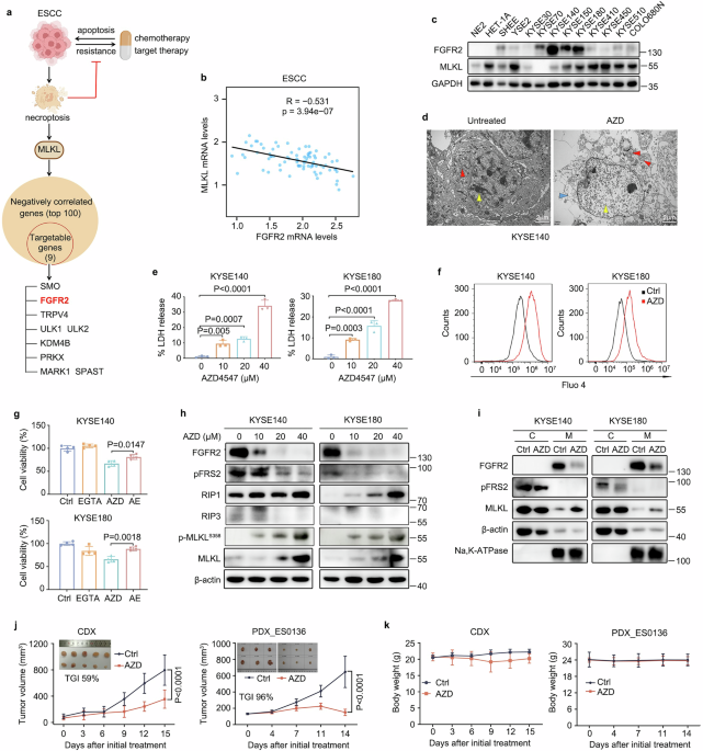Harnessing the FGFR2/NF2/YAP signaling-dependent necroptosis to develop ...