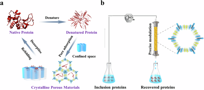 Precise modulation of protein refolding by rationally designed covalent ...