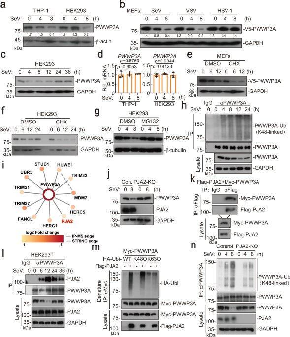 PWWP3A disrupts the assembly of VISA/MAVS signalosome to inhibit innate ...