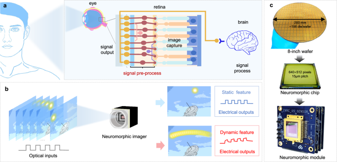 CMOS-integrated organic neuromorphic imagers for high-resolution dual ...