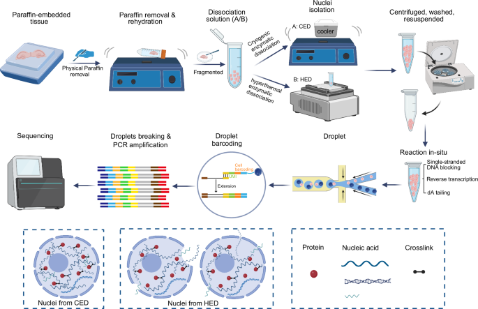 snCED-seq: high-fidelity cryogenic enzymatic dissociation of nuclei for ...