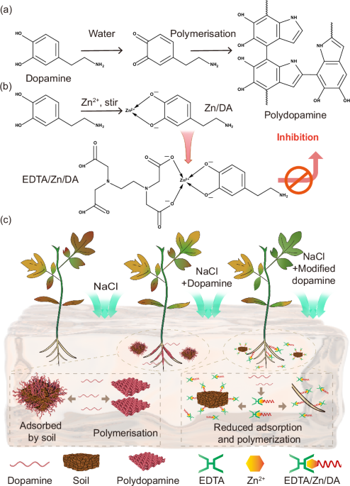 Chelation and nanoparticle delivery of monomeric dopamine to increase ...