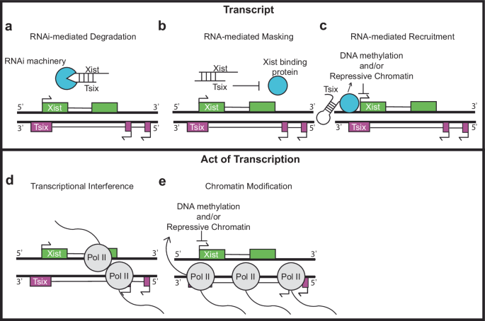 Transcriptional stochasticity reveals multiple mechanisms of long non ...
