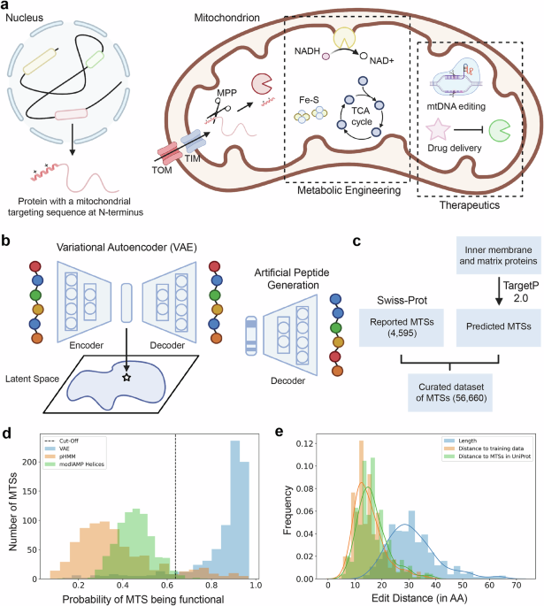 Design of diverse, functional mitochondrial targeting sequences across ...