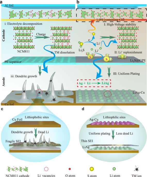 Multiscale interfacial stabilization via prelithiation separator ...