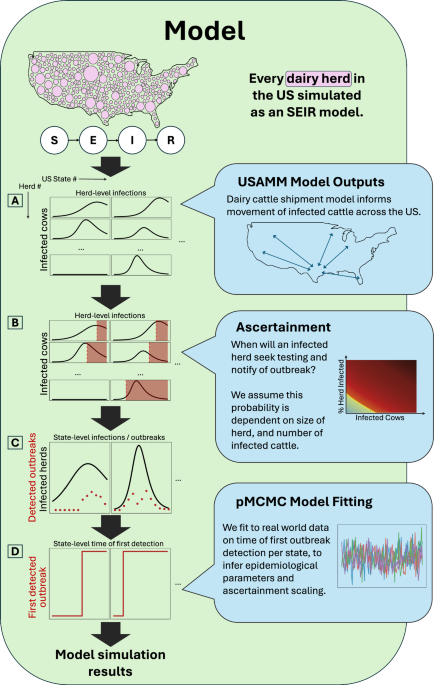 A mathematical model of H5N1 influenza transmission in US dairy cattle ...