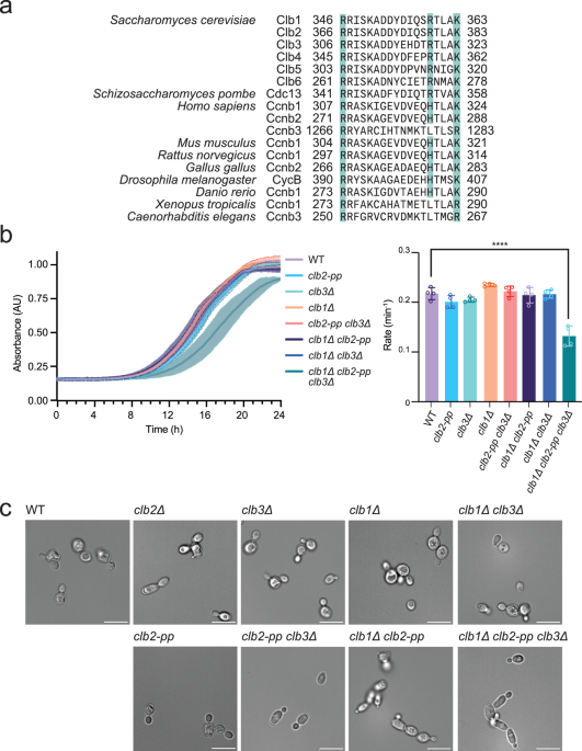 Phosphate-binding pocket on cyclin B governs CDK substrate ...