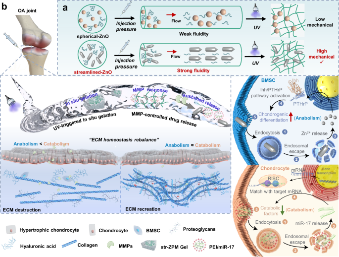 Streamlined metal-based hydrogel facilitates stem cell differentiation ...