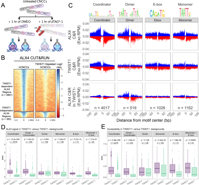 The ALX4 dimer structure provides insight into how disease alleles ...