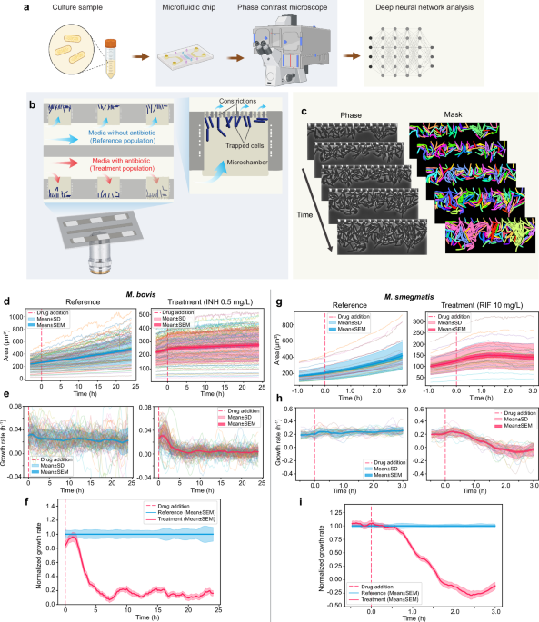 Phenotypic drug susceptibility testing for Mycobacterium tuberculosis ...