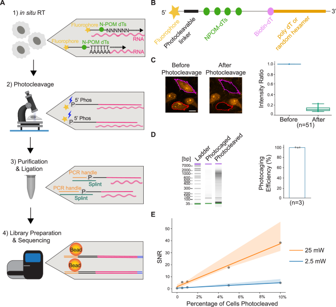 Subcellular level spatial transcriptomics with PHOTON | Nature Communications