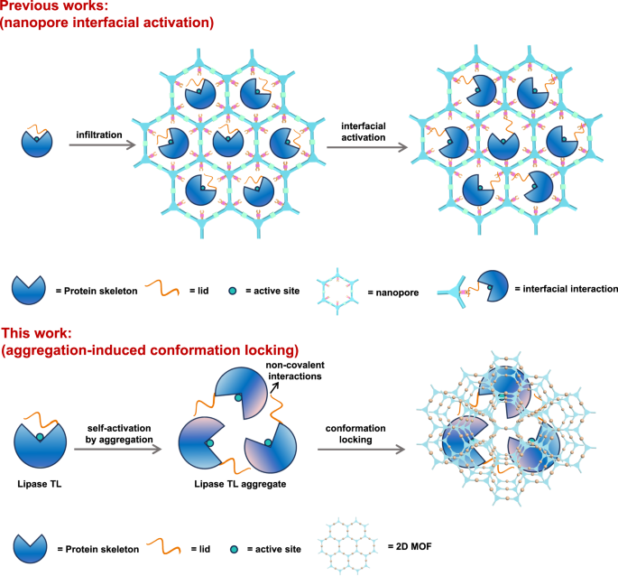 An aggregation-induced conformation locking strategy facilitates the ...