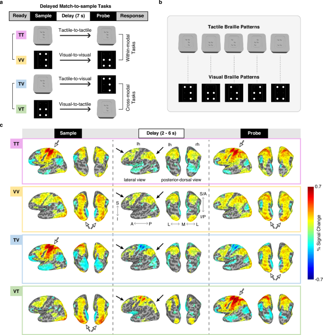 Supramodal and cross-modal representations of working memory in higher-order cortex | Nature ...