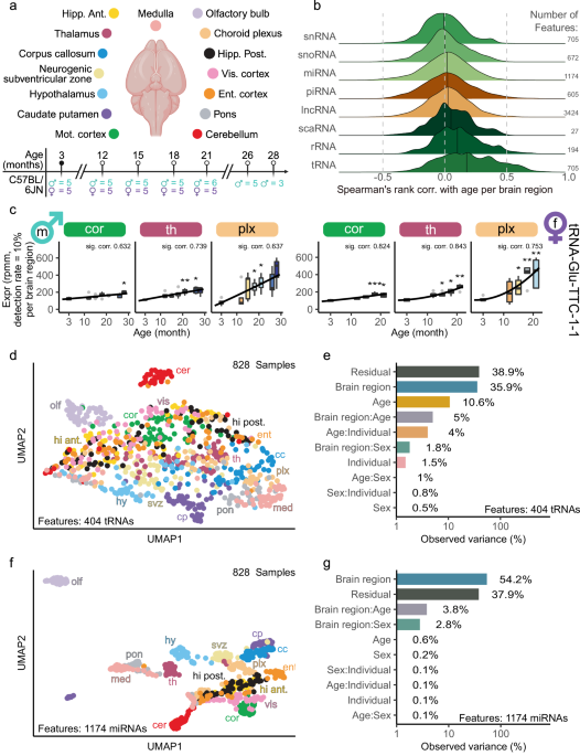 A spatio-temporal brain miRNA expression atlas identifies sex ...