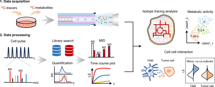 Dynamic single-cell metabolomics reveals cell-cell interaction between ...