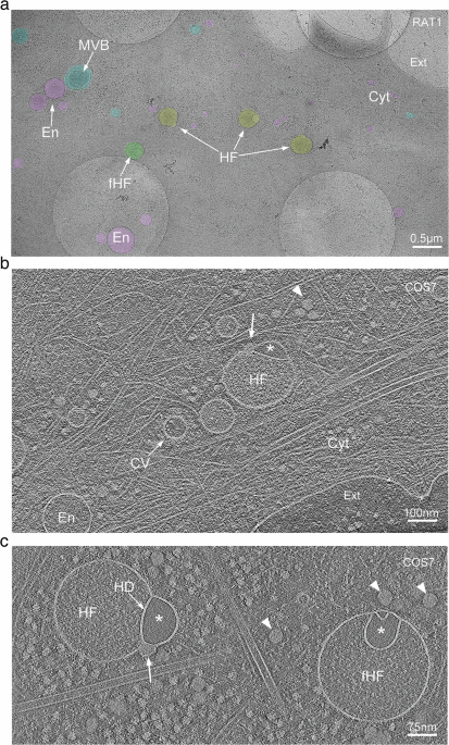 Hemifusomes and interacting proteolipid nanodroplets mediate multi ...