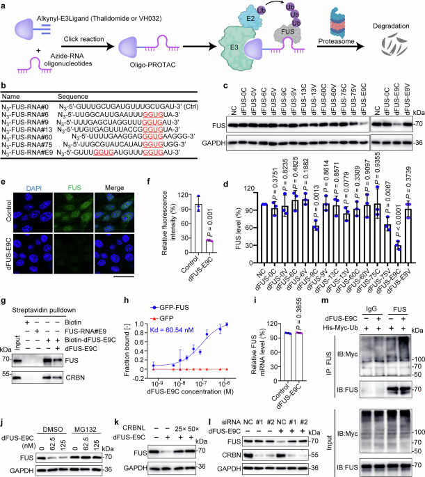 DNA nanoflower Oligo-PROTAC for targeted degradation of FUS to treat ...