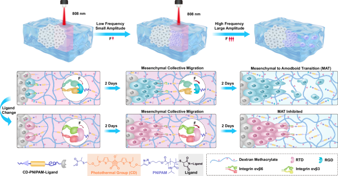 3D hydrogel platform with macromolecular actuators for precisely ...