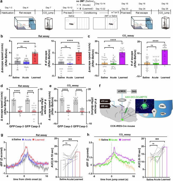Endocannabinoids disinhibit the ventral tegmental nucleus of Gudden to ...