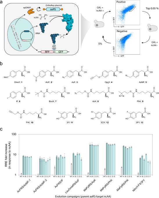 Directed evolution of aminoacyl-tRNA synthetases through in vivo ...
