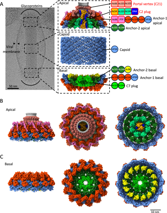 Structure of AcMNPV nucleocapsid reveals DNA portal organization and ...