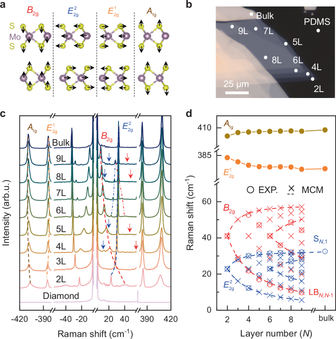 Interlayer engineering of lattice dynamics and elastic constants of 2D ...