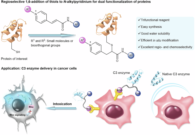 Chemoselective dual functionalization of proteins via 1,6-addition of ...