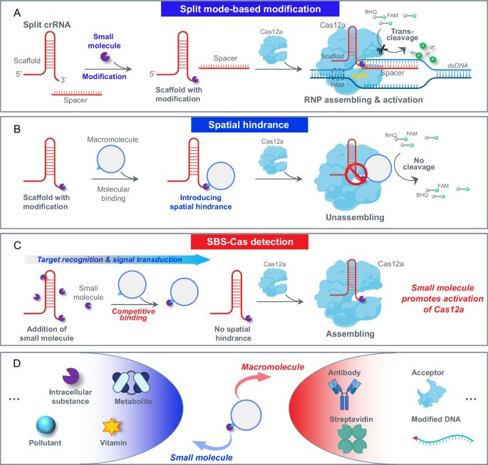 Spatially blocked split CRISPR-Cas12a system for ultra-sensitive and ...