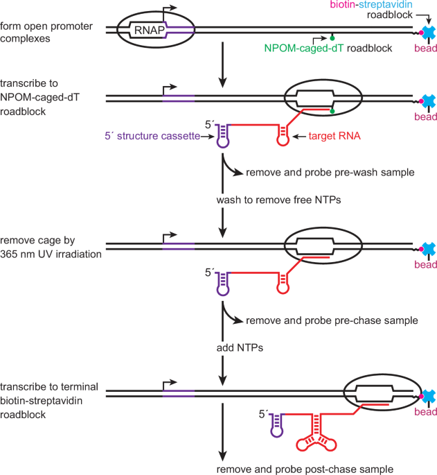 Sequential structure probing of cotranscriptional RNA folding ...