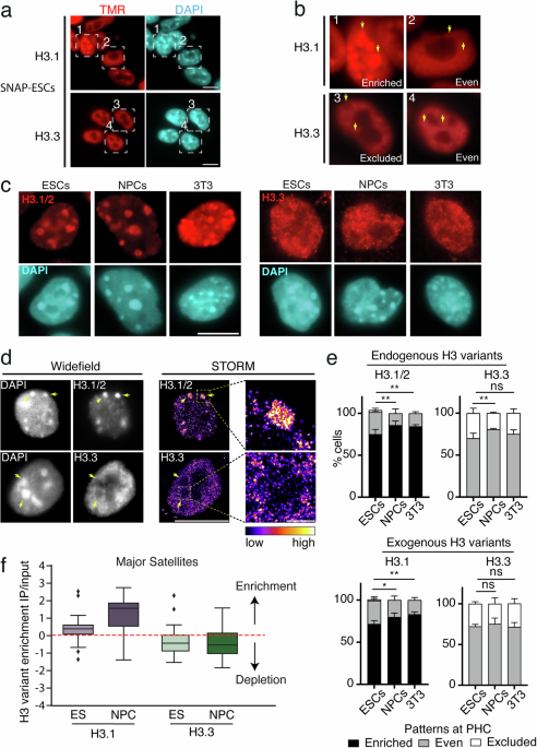 H3.3 deposition counteracts the replication-dependent enrichment of H3 ...