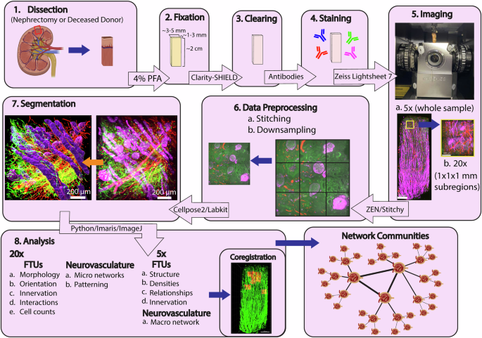 Three dimensional multiscalar neurovascular nephron connectivity map of ...