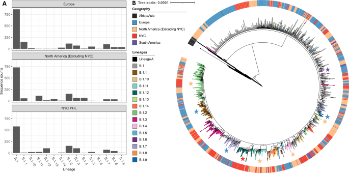 Genomic epidemiology of mpox virus during the 2022 outbreak in New York ...