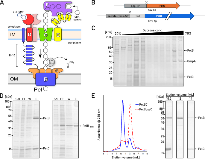 Assembly and the gating mechanism of the Pel exopolysaccharide export ...