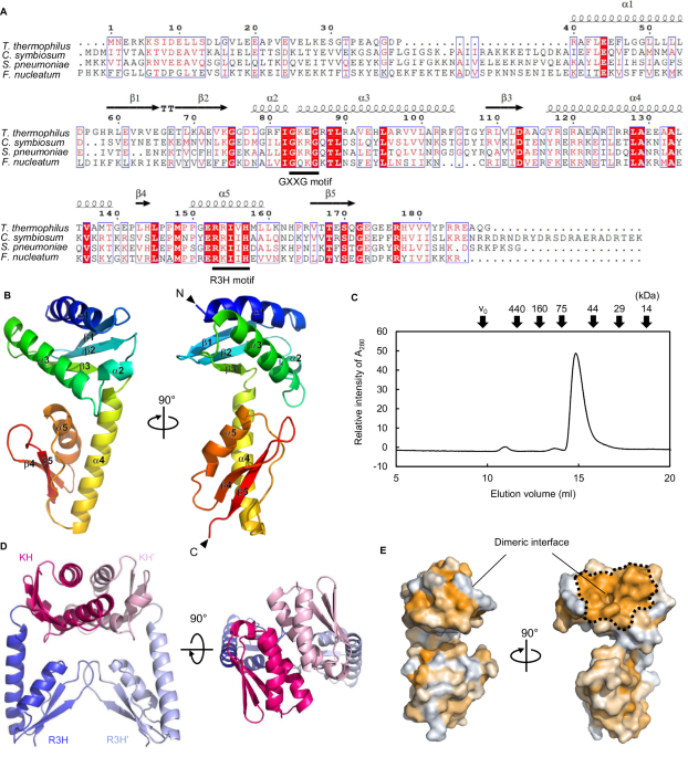 KH–R3H domain cooperation in RNA recognition by the global RNA-binding protein KhpB | Nature ...