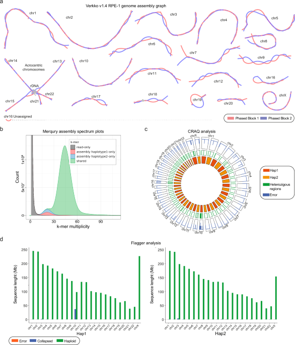 The reference genome of the human diploid cell line RPE-1 | Nature ...