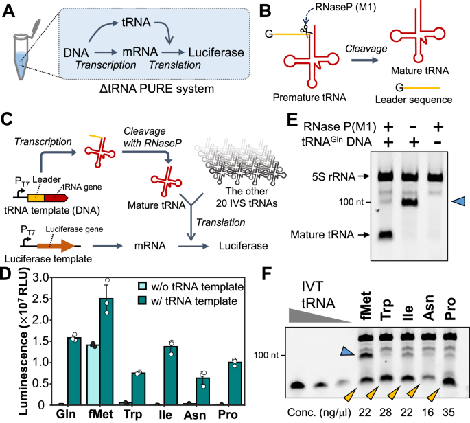 Simultaneous in vitro expression of minimal 21 transfer RNAs by tRNA ...